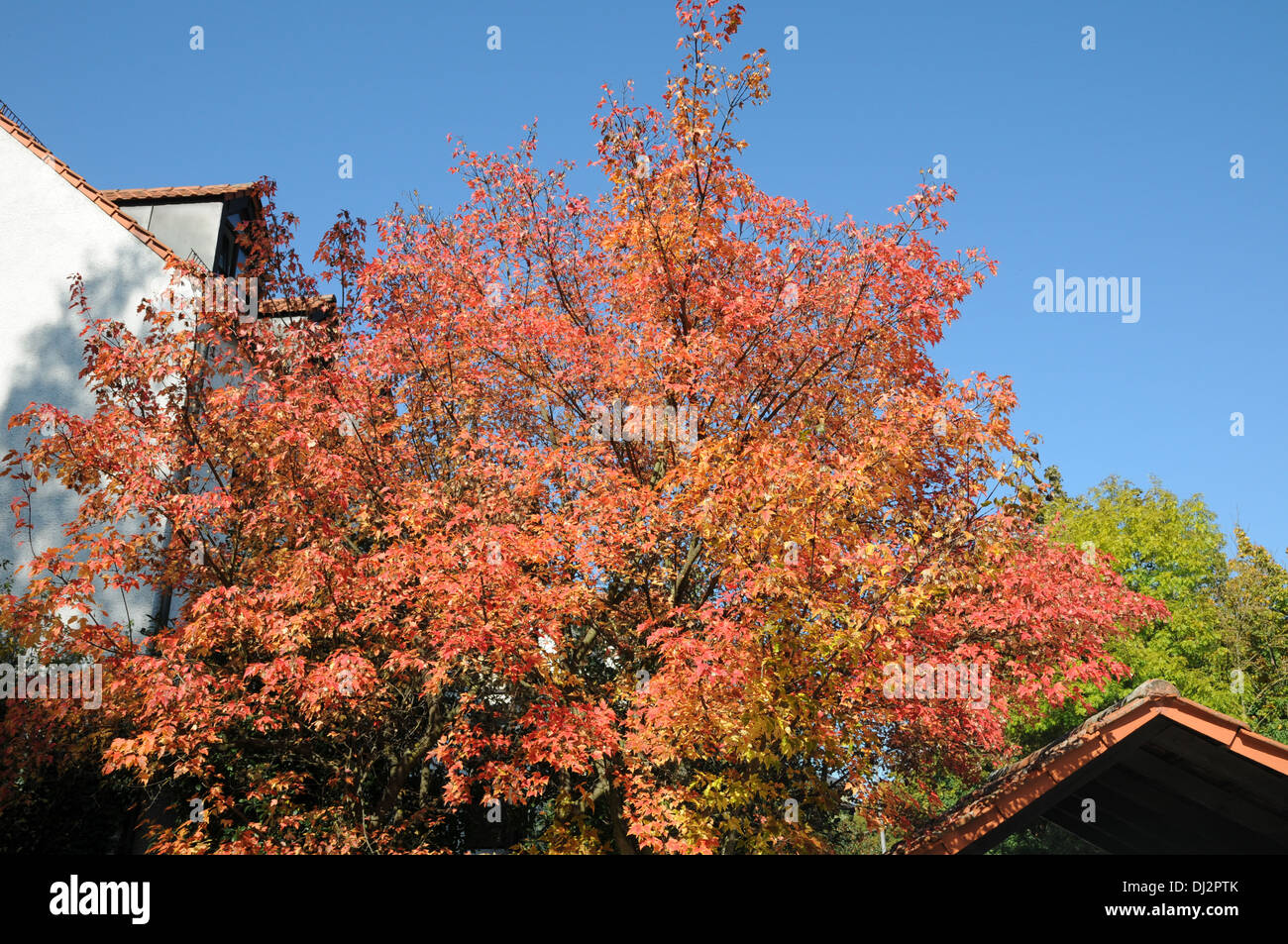 Amur maple hi-res stock photography and images - Alamy