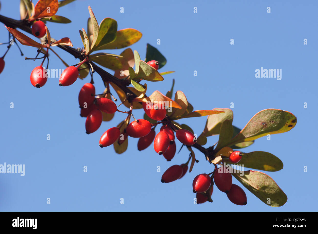 Red barberry hi-res stock photography and images - Alamy