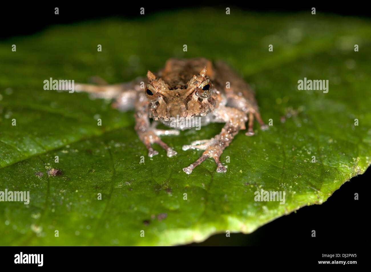 Frog species Pristimantis appendicularis Stock Photo - Alamy