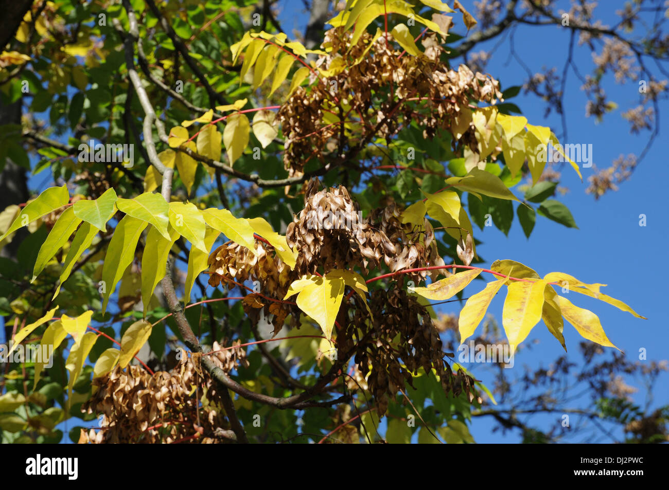 Wingnut hi-res stock photography and images - Alamy