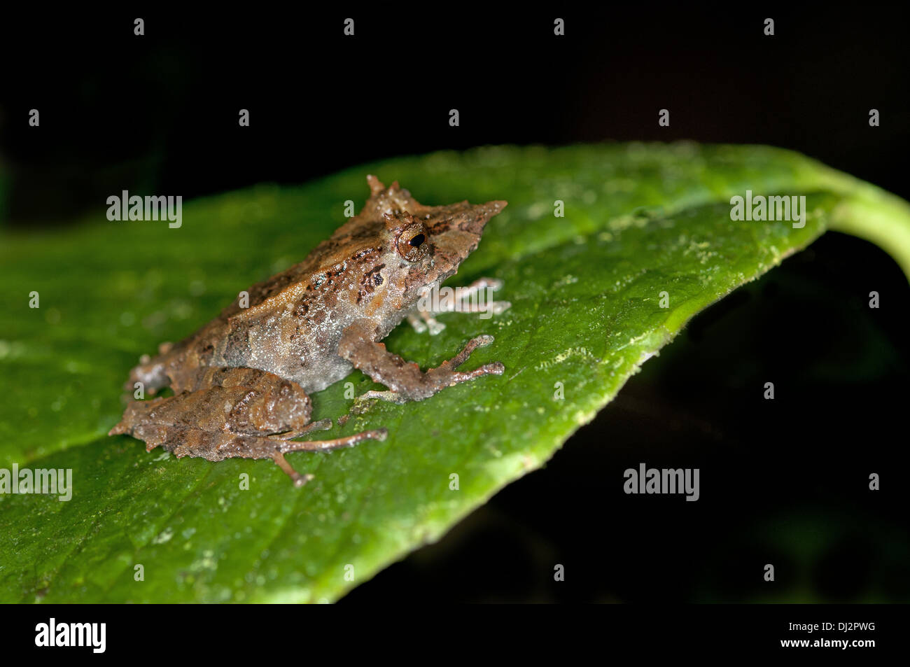 Cloud forest ecuador frog hi-res stock photography and images - Alamy