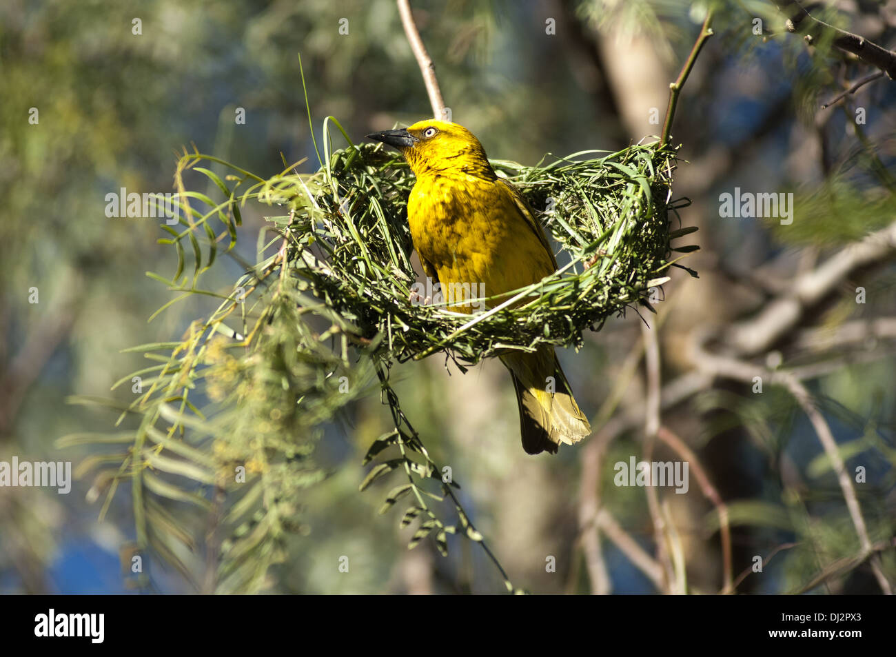 Cape weaver, Ploceus capensis Stock Photo - Alamy