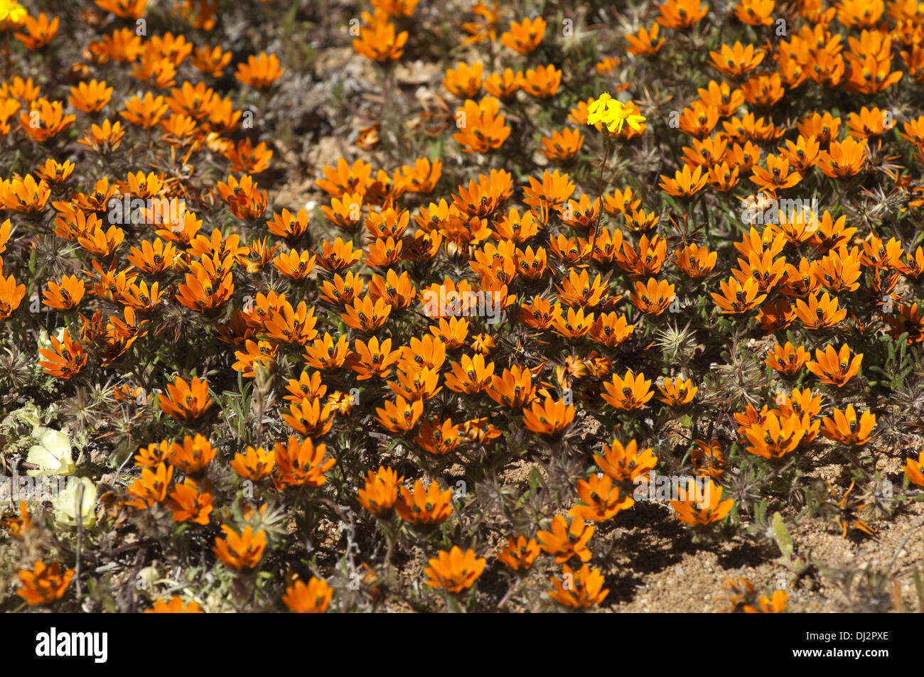 Beetle daisy, Gorteria diffusa, Namaqualand Stock Photo - Alamy