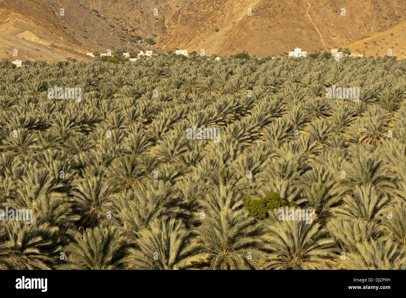 Date palms oman hi-res stock photography and images - Alamy
