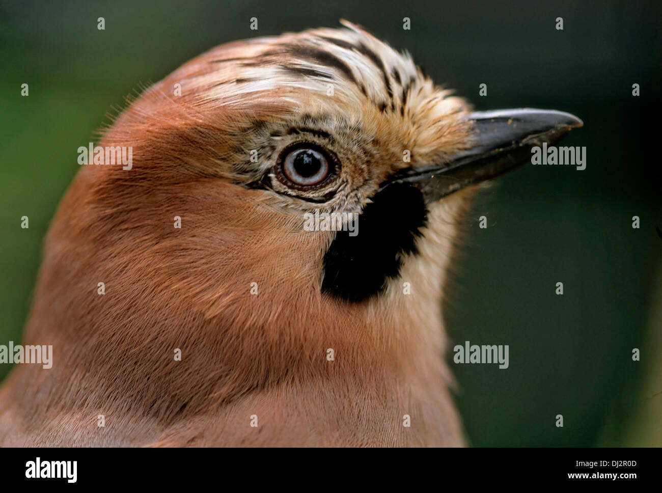 Eurasian Jay (Garrulus glandarius), Eichelhäher (Garrulus glandarius ... Eurasian Jay (Garrulus glandarius), Eichelhäher (Garrulus glandarius ...