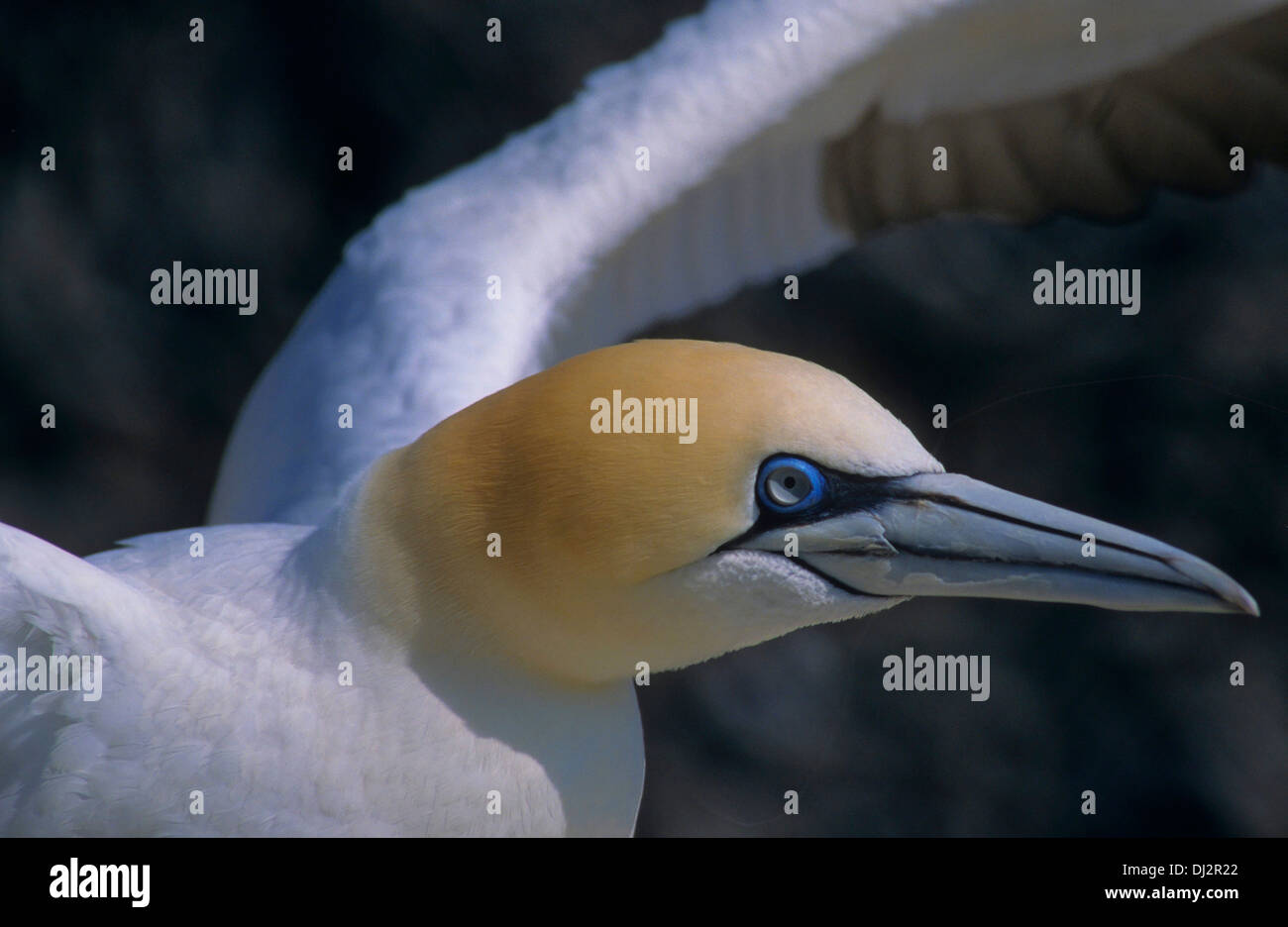 Kreatur hi-res stock photography and images - Alamy