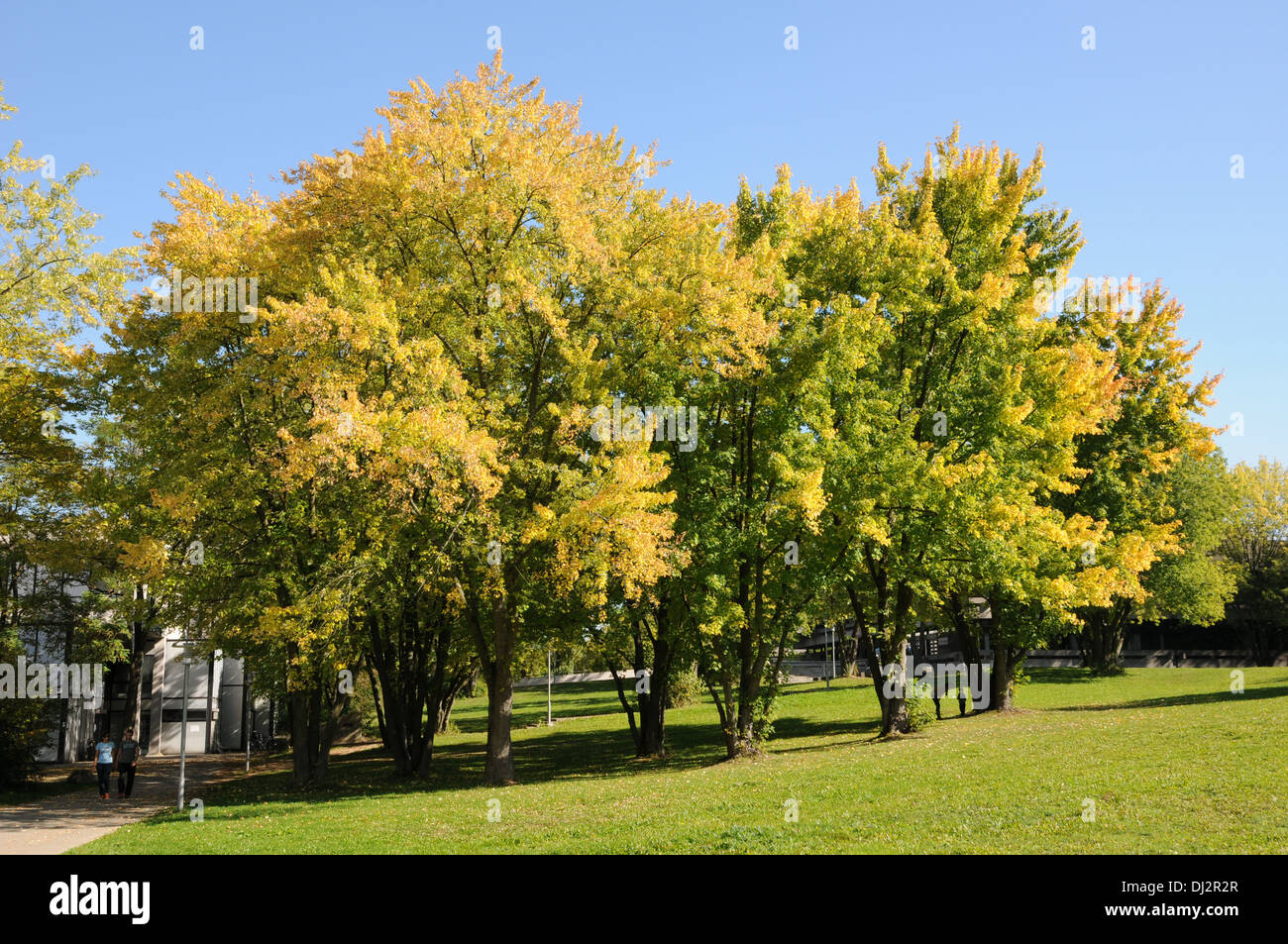 Silver maples hi-res stock photography and images - Alamy