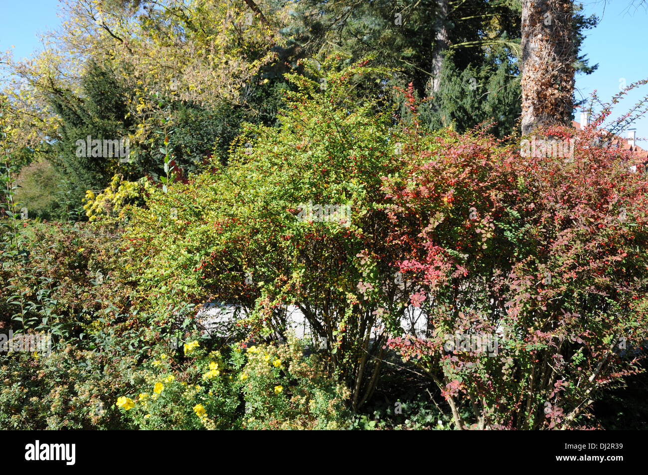 Red barberry hi-res stock photography and images - Alamy