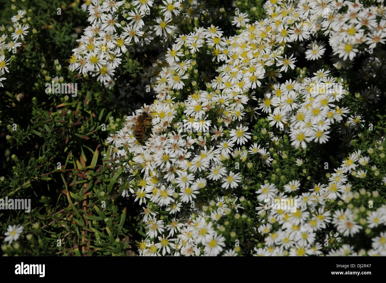 M heath hi-res stock photography and images - Alamy