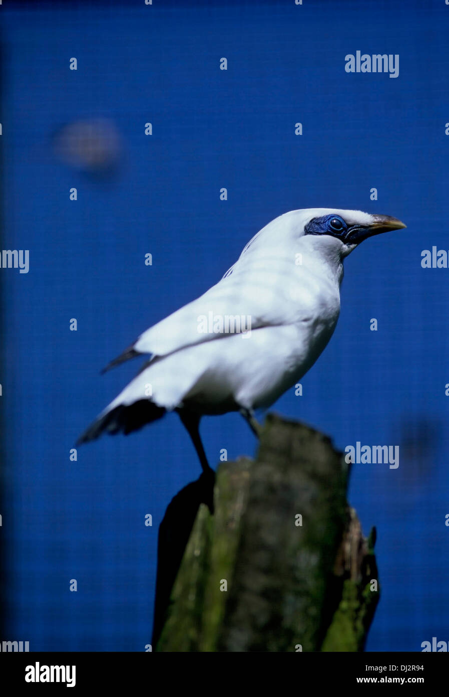Bali myna hi-res stock photography and images - Alamy