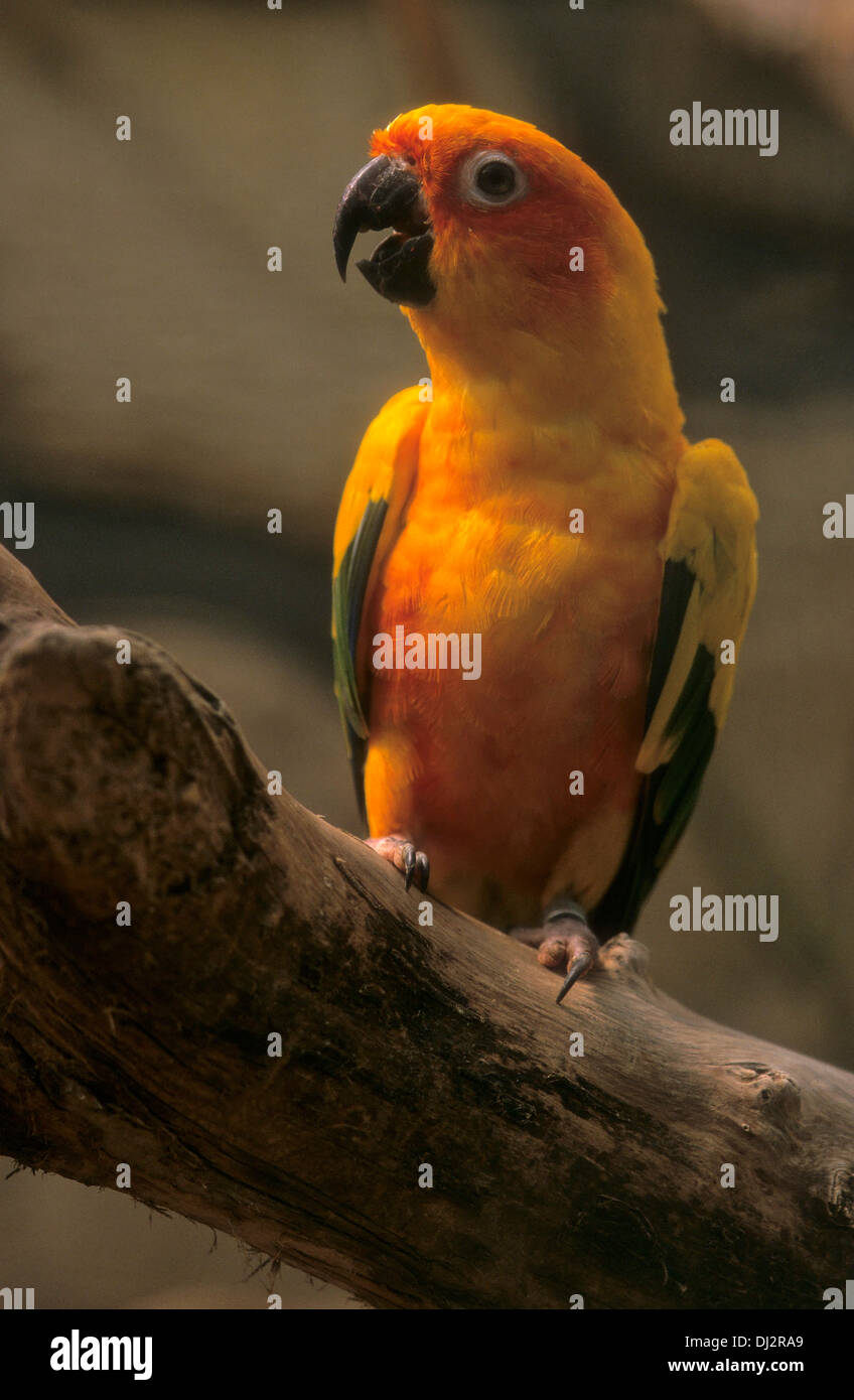 Aratinga solstitialis hi-res stock photography and images - Alamy