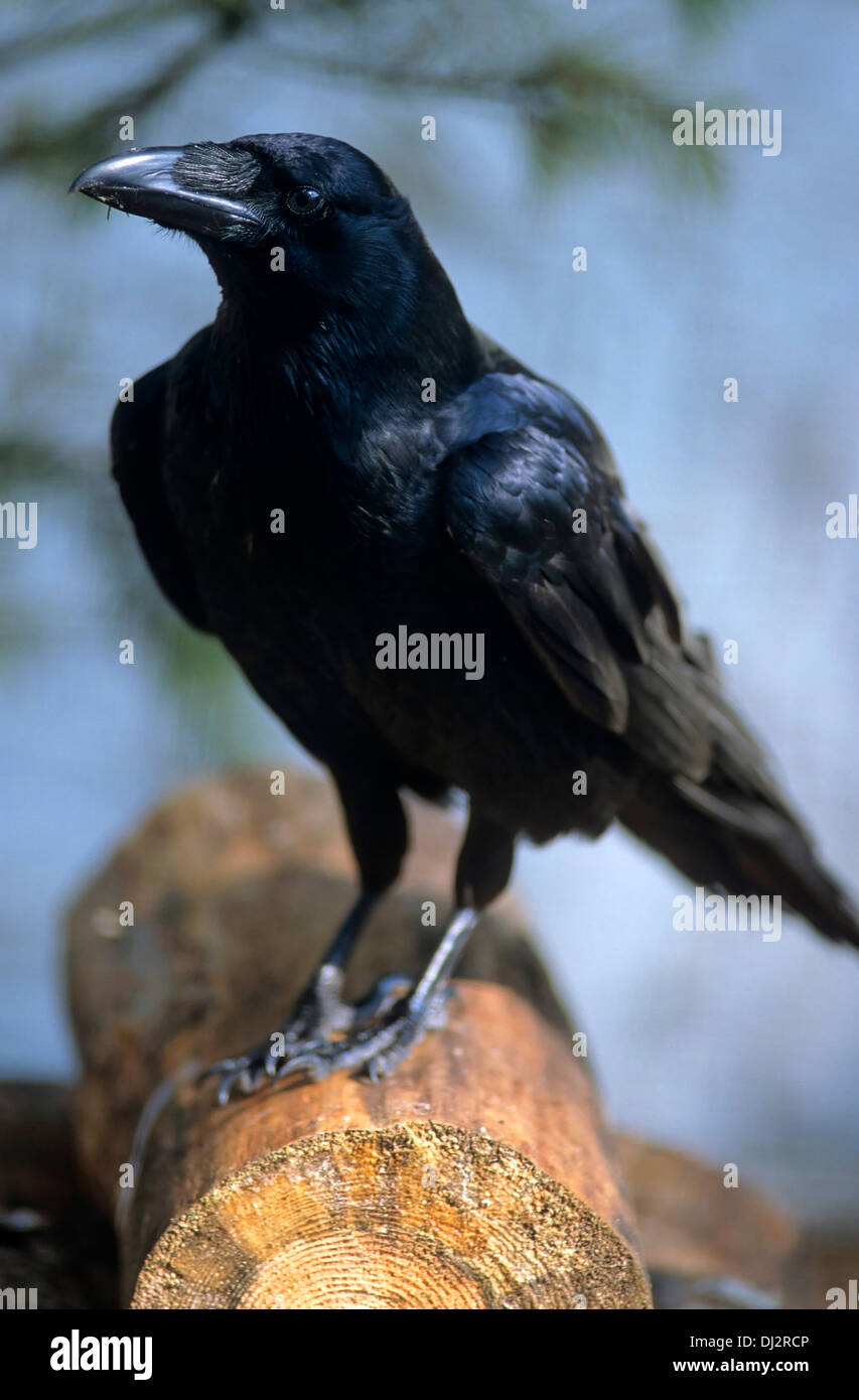 Common Raven (Corvus corax), Northern Raven, Kolkrabe (Corvus corax ...