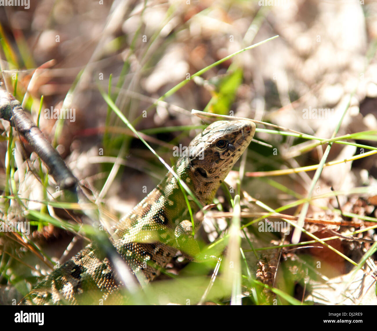 Nahaufnahme wildtiere hi-res stock photography and images - Alamy