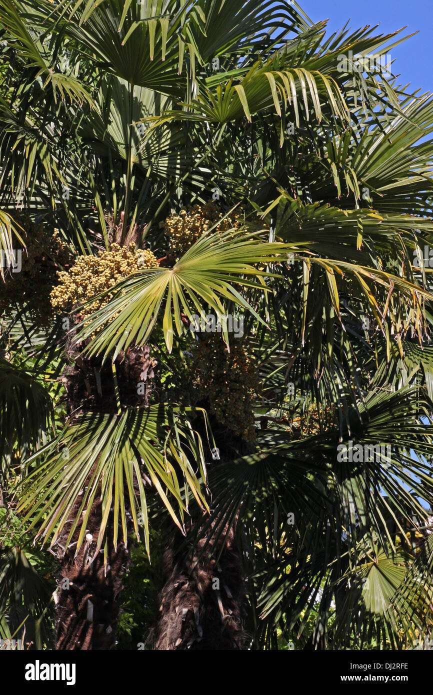 palm trees over blue sky Stock Photo - Alamy