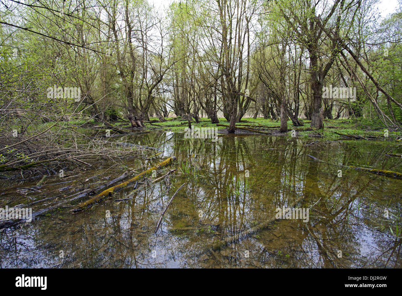 Floodplain forest alluvial germany hi-res stock photography and images ...