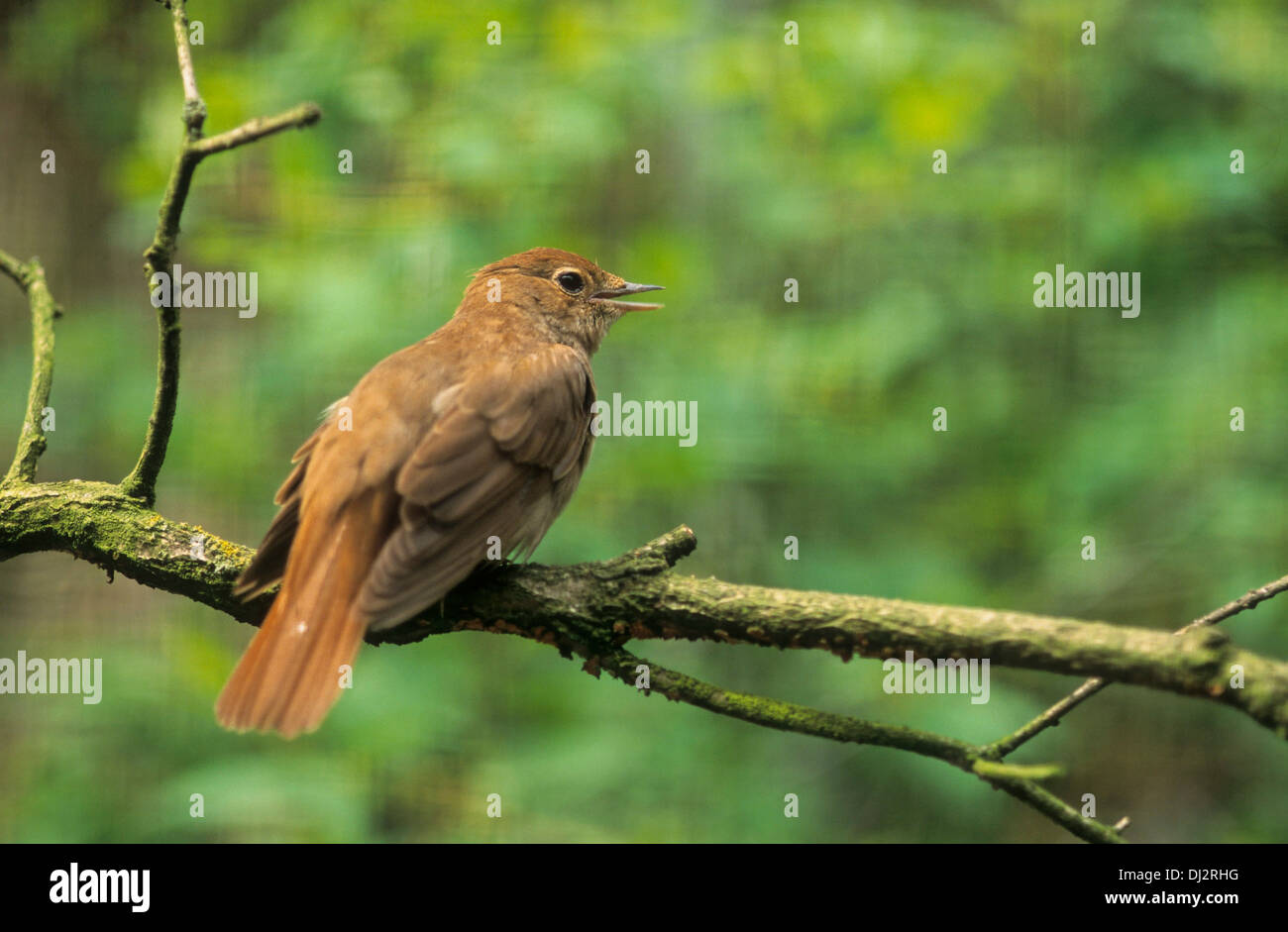 Thrush Nightingale (Luscinia luscinia), Sprosser, Sprosser (Luscinia ...