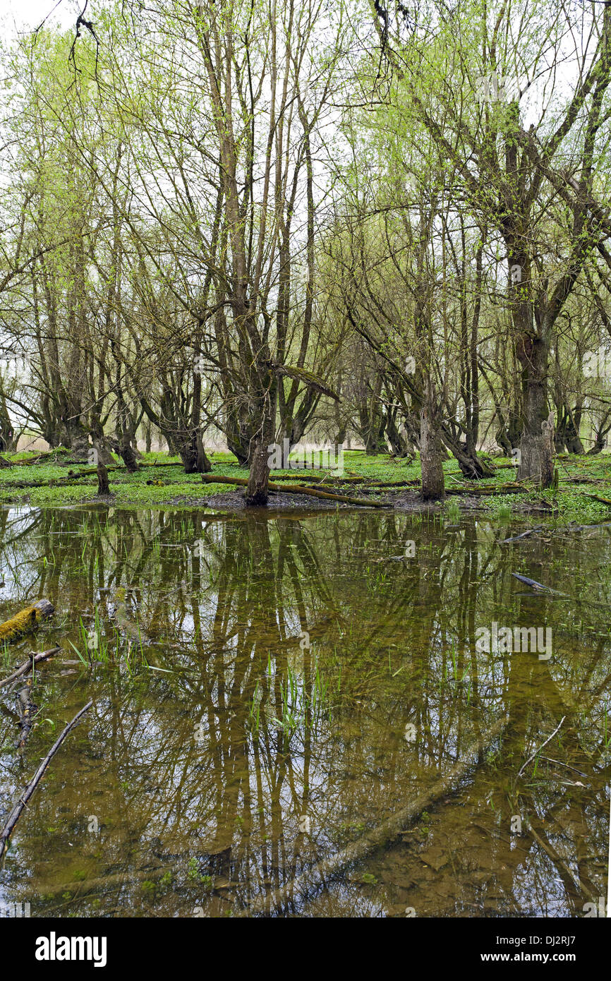 Floodplain forest alluvial hi-res stock photography and images - Alamy
