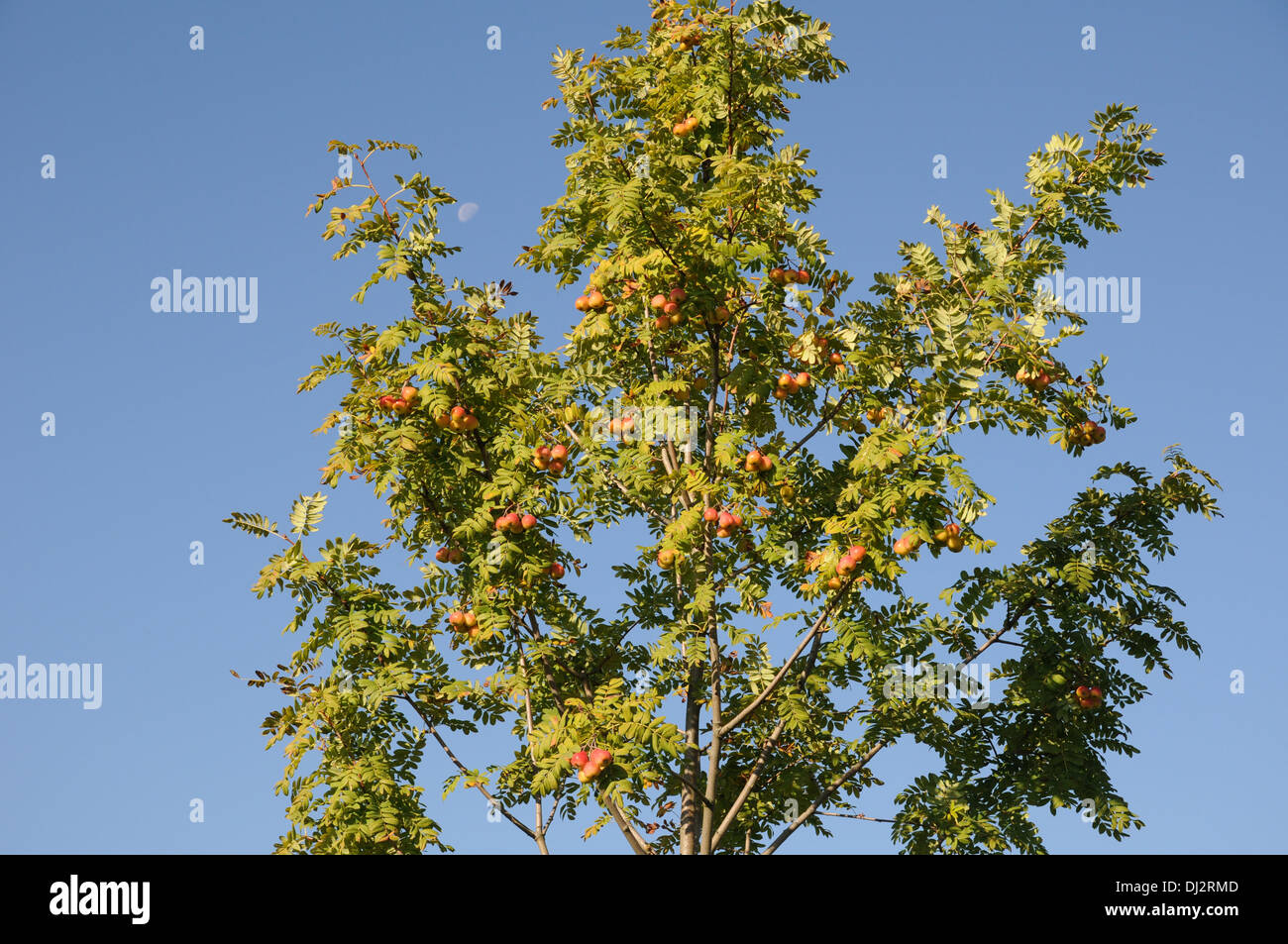 Service Trees Sorbus Domestica High Resolution Stock Photography and ...
