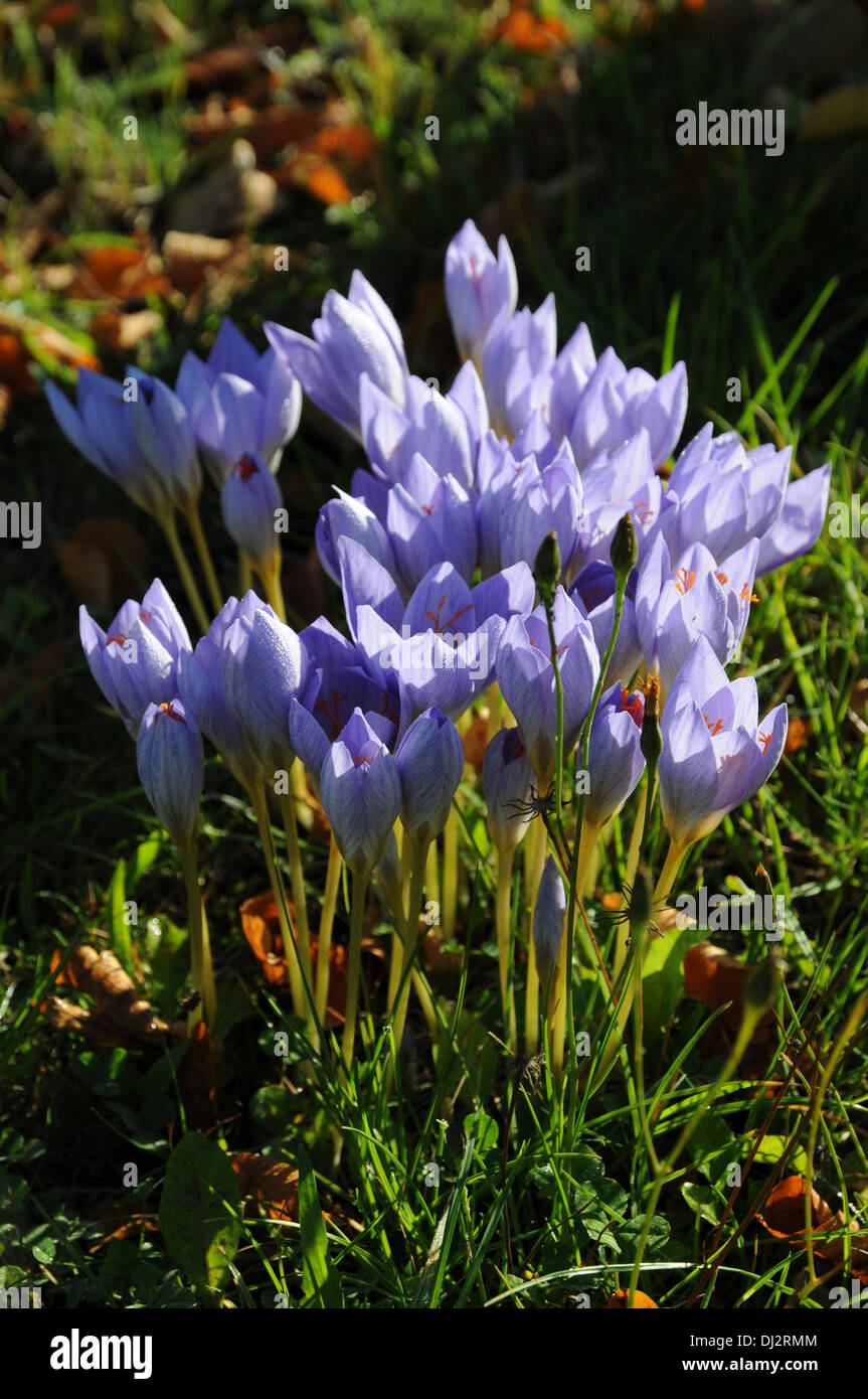 Saffron crocus hi-res stock photography and images - Alamy