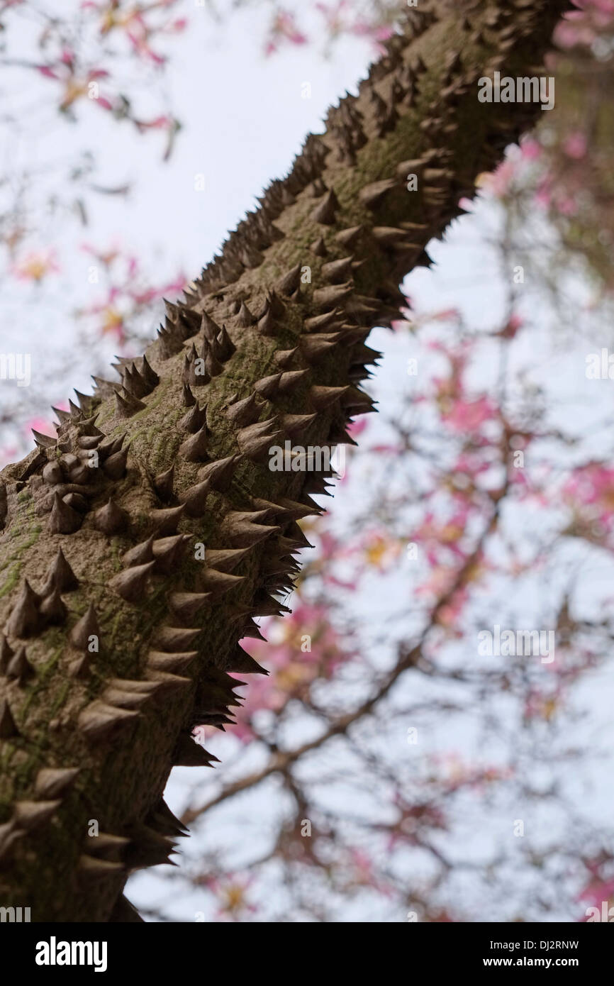 Thorny Tree Trunk High Resolution Stock Photography and Images - Alamy