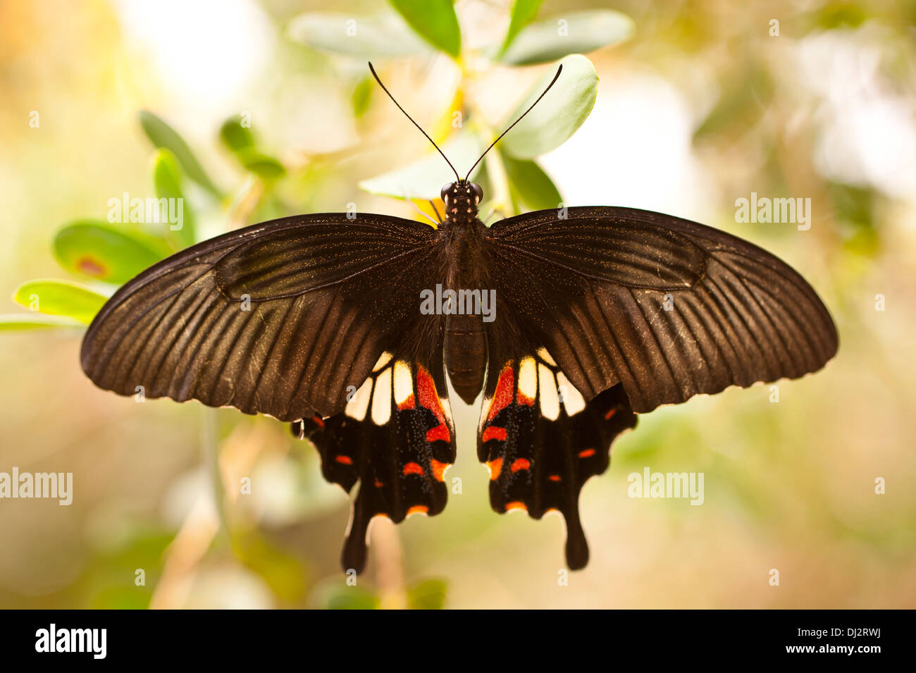 Common rose butterflies hi-res stock photography and images - Alamy
