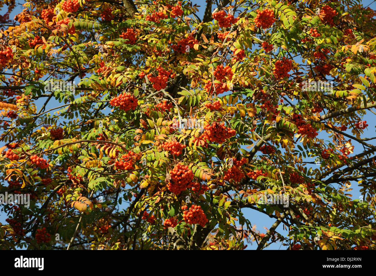 Sorbus aucuparia herbst hi-res stock photography and images - Alamy