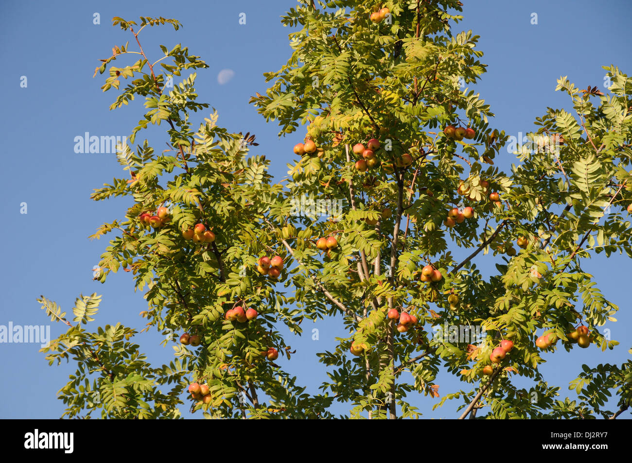 Service Trees Sorbus Domestica High Resolution Stock Photography and ...