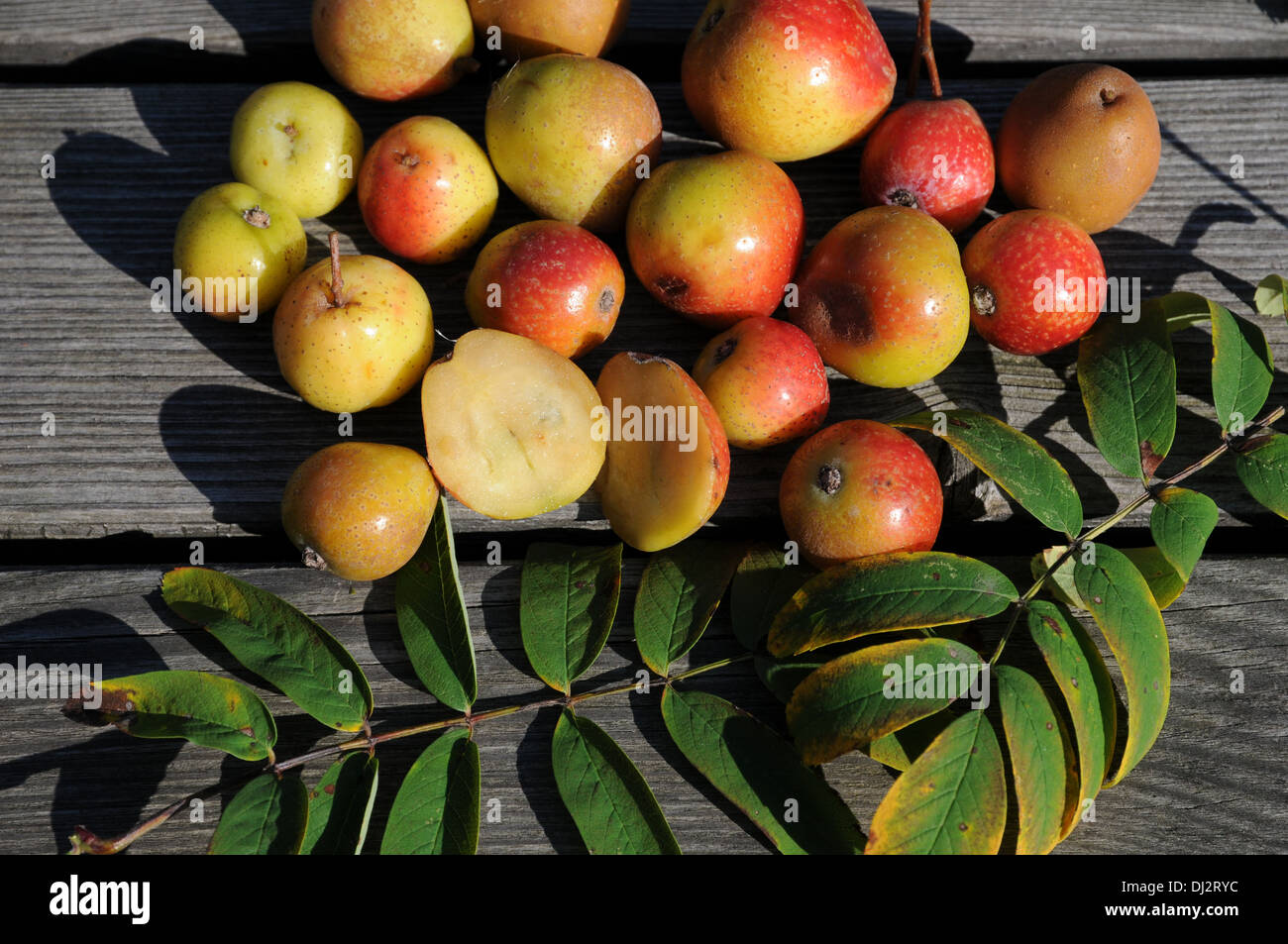 True service berries Stock Photo - Alamy