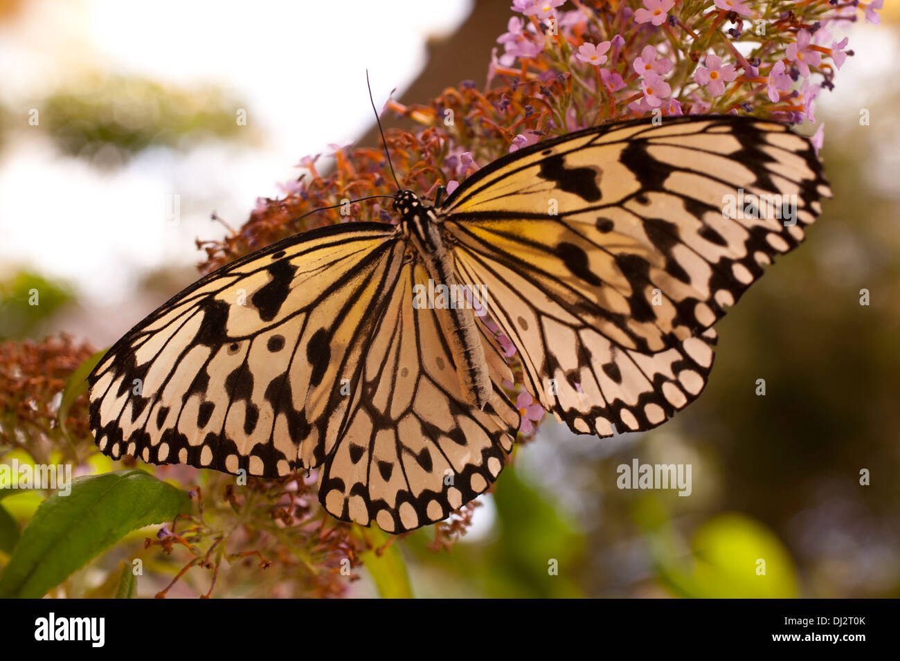 Butterfly Compound Eye Facet High Resolution Stock Photography and ...