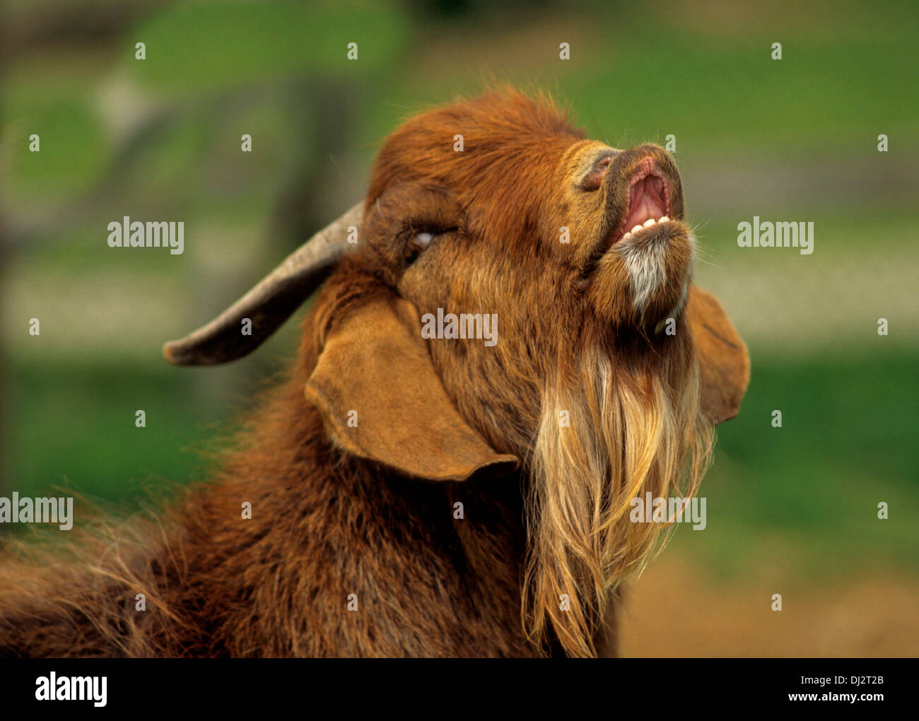 Ovambo goat hi-res stock photography and images - Alamy