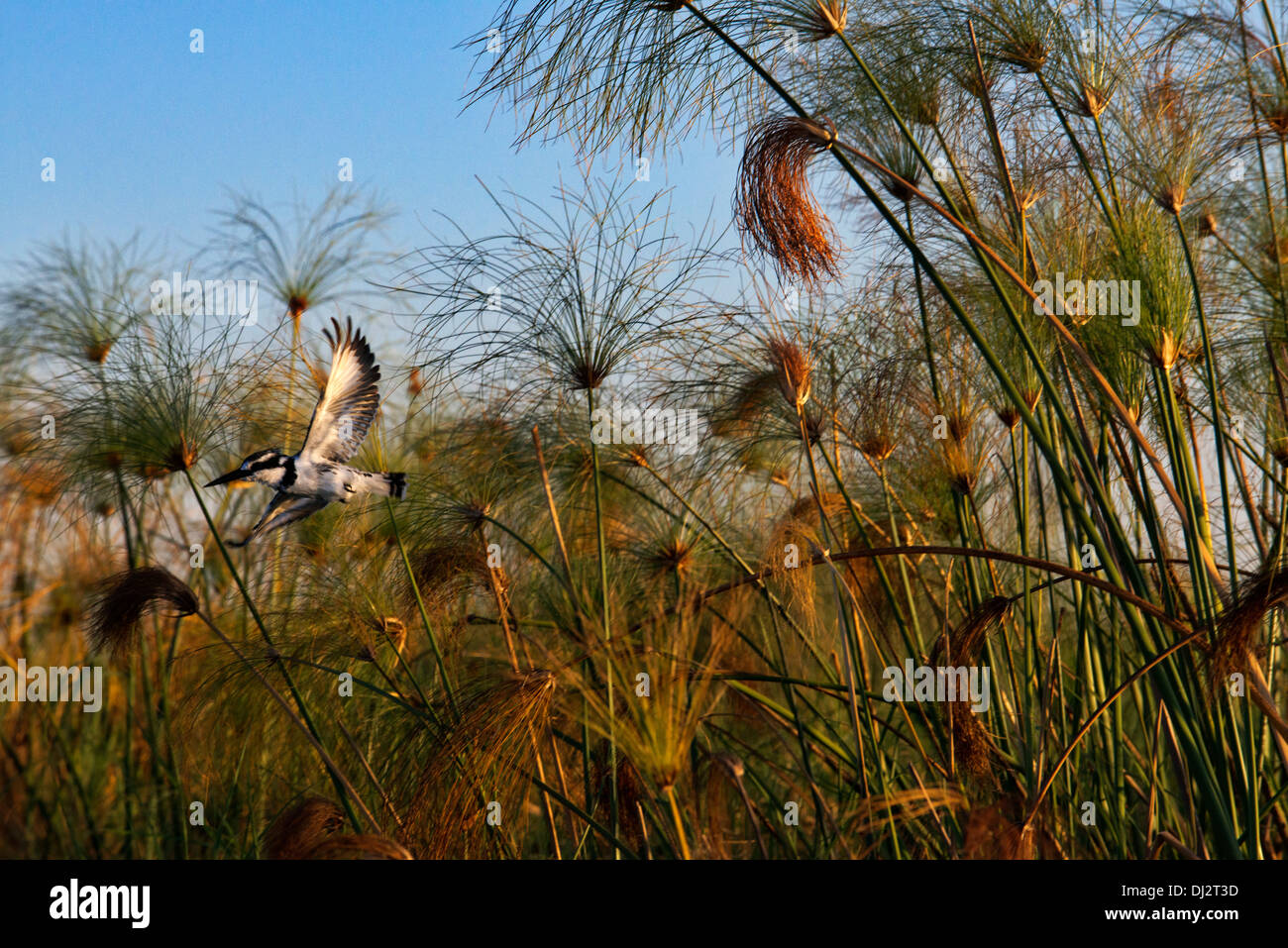 Among the reeds growing in the water you can see a huge variety of ...