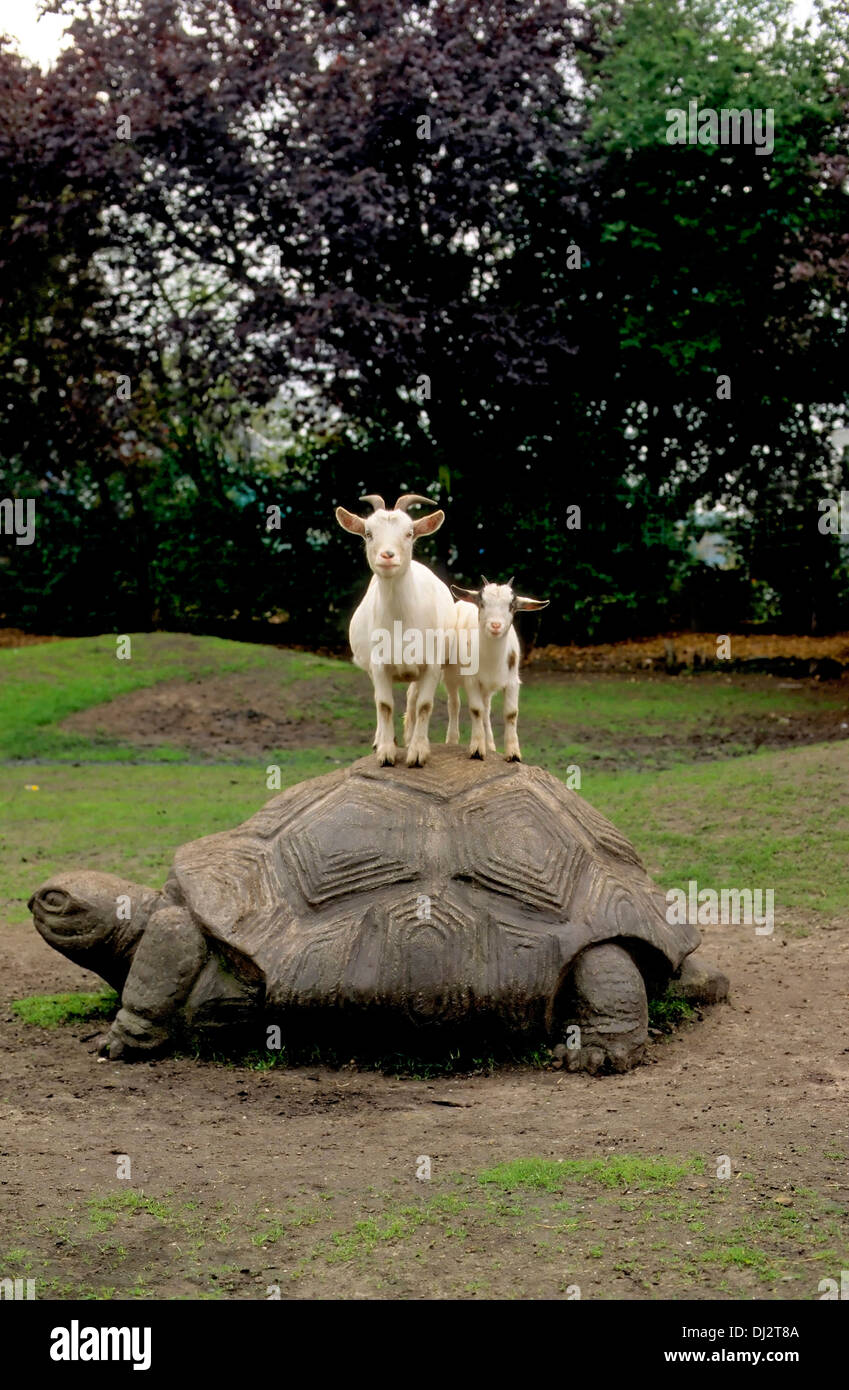 Domestic goat on stone turtle, junges Zicklein, Geißlein, Zwergziege ...