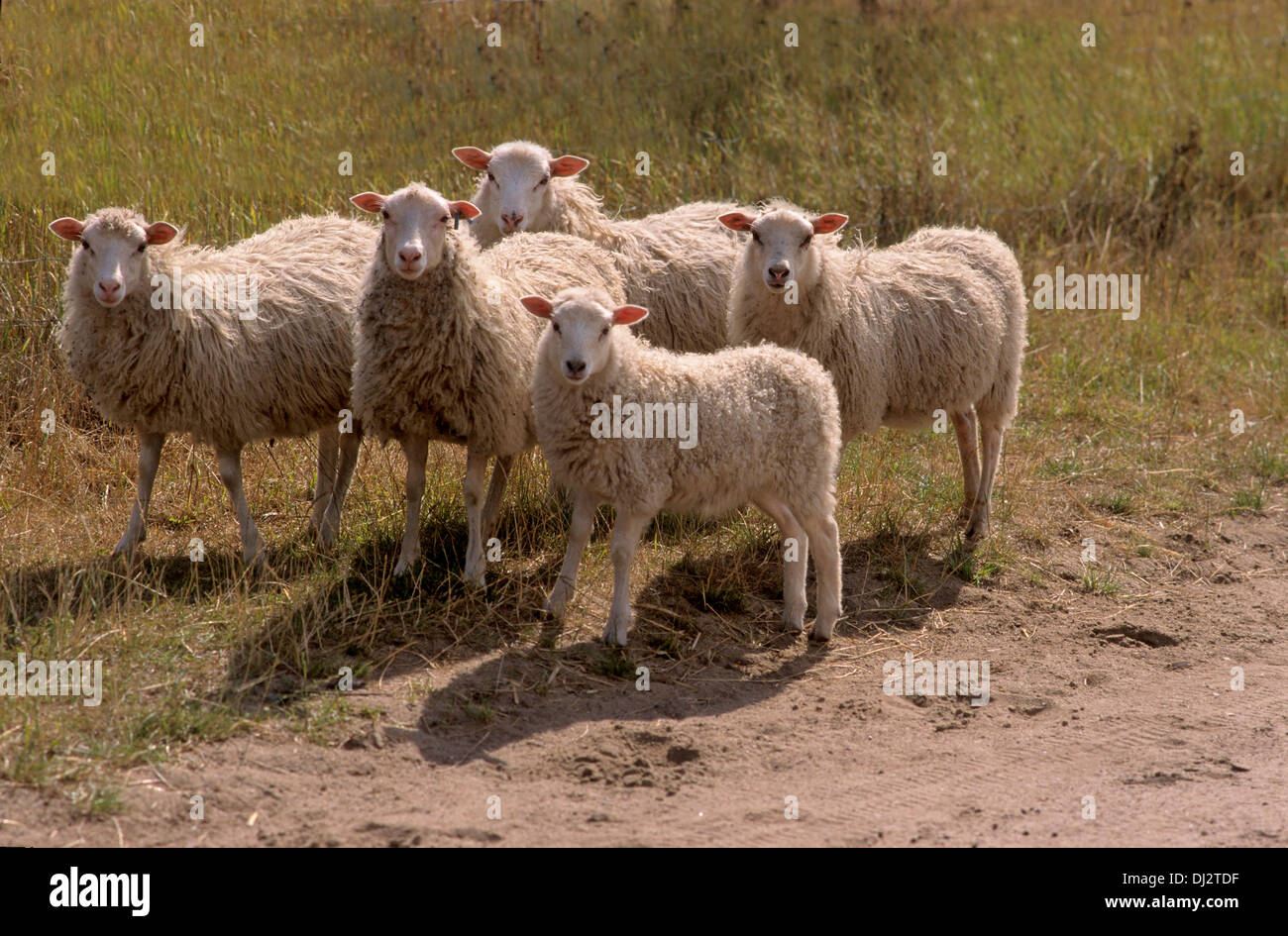 Polled sheep hi-res stock photography and images - Alamy