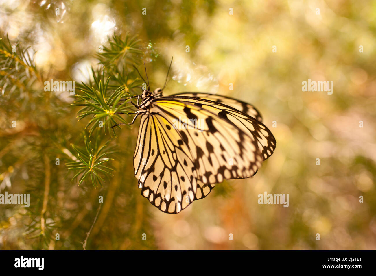 Butterfly Compound Eye Facet High Resolution Stock Photography and ...