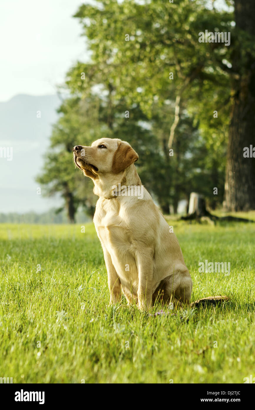 Altai dog hi-res stock photography and images - Alamy