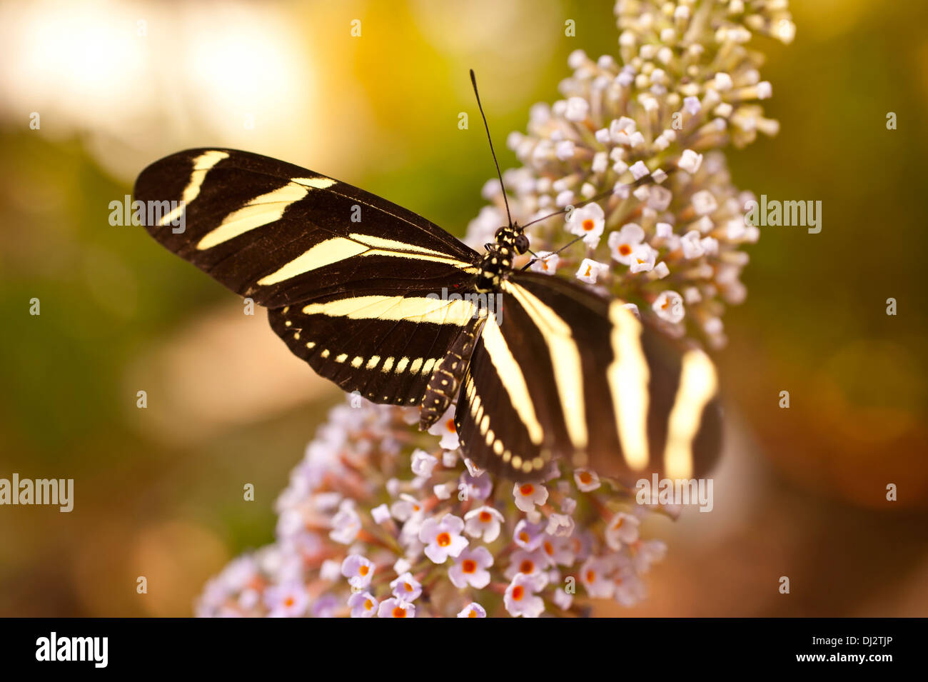 Butterfly butterflies heliconius species hi-res stock photography and ...