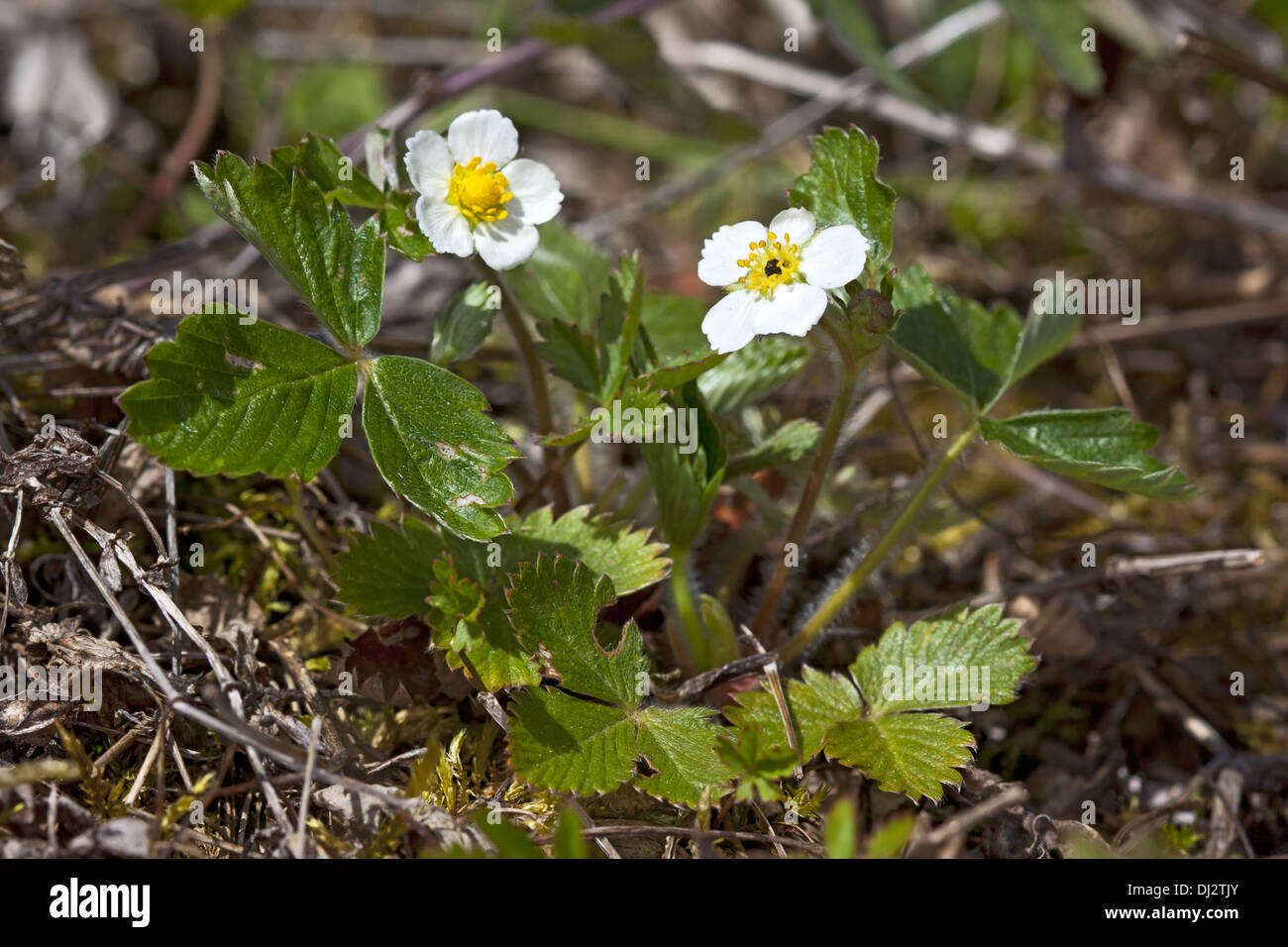 Musk Strawberry, Fragraria moschata Stock Photo - Alamy
