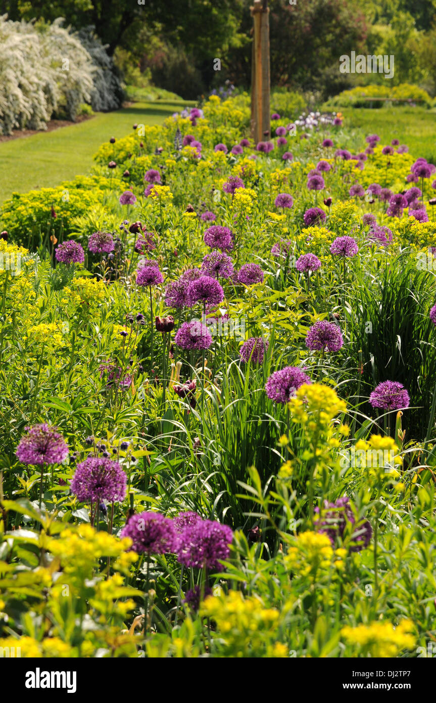 Giant leek hi-res stock photography and images - Alamy