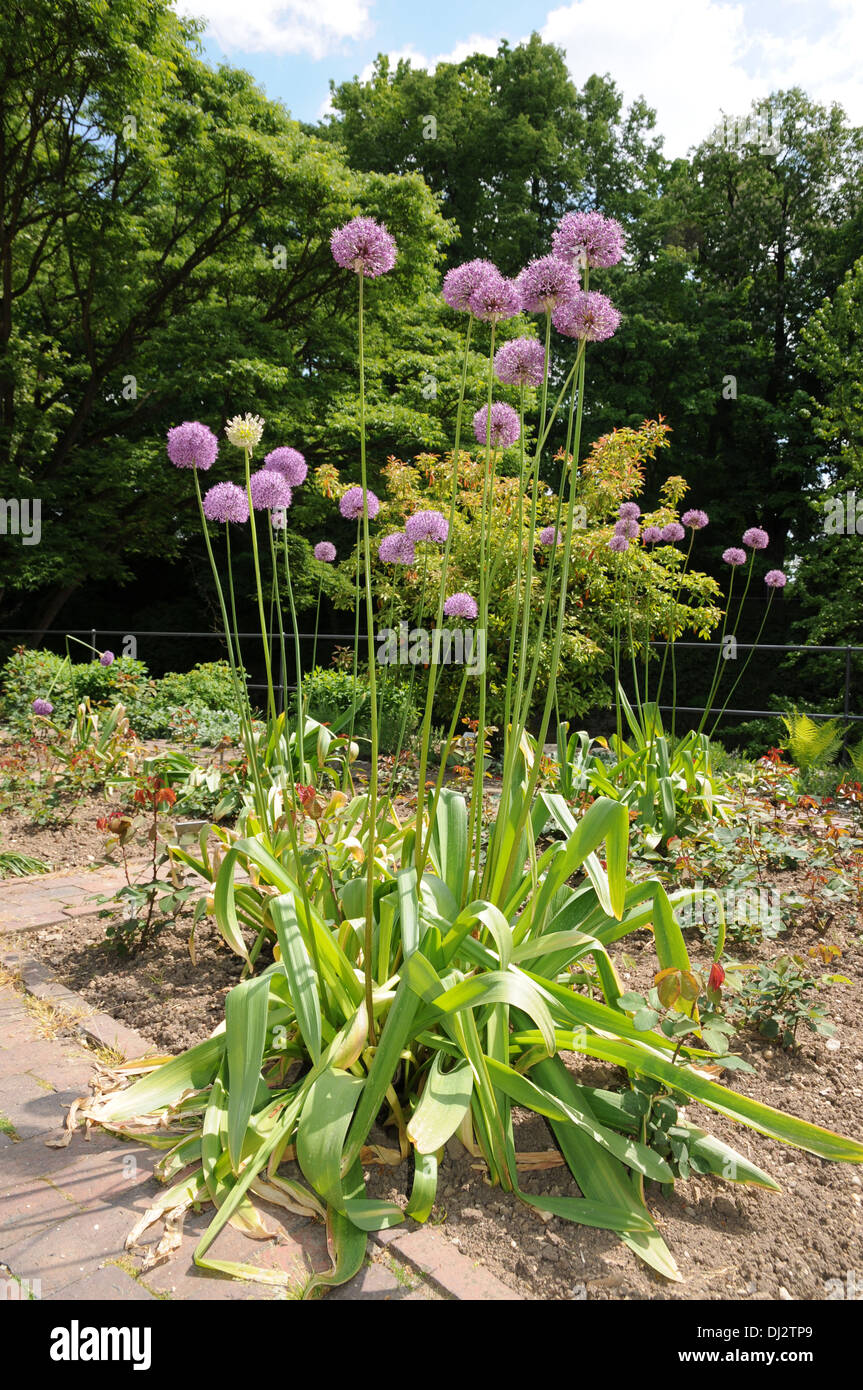 Giant leek hi-res stock photography and images - Alamy