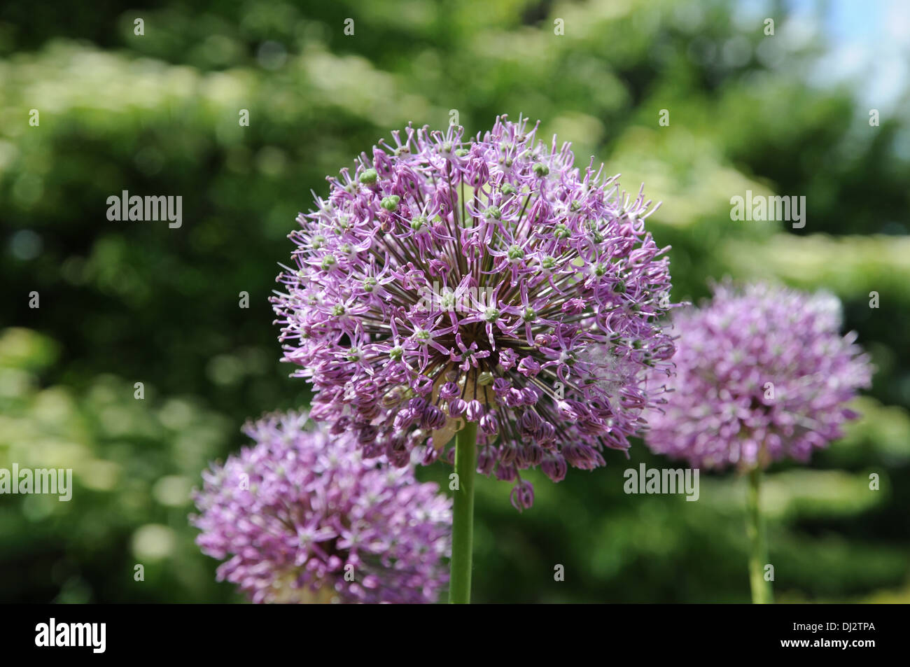 Giant leek hi-res stock photography and images - Alamy