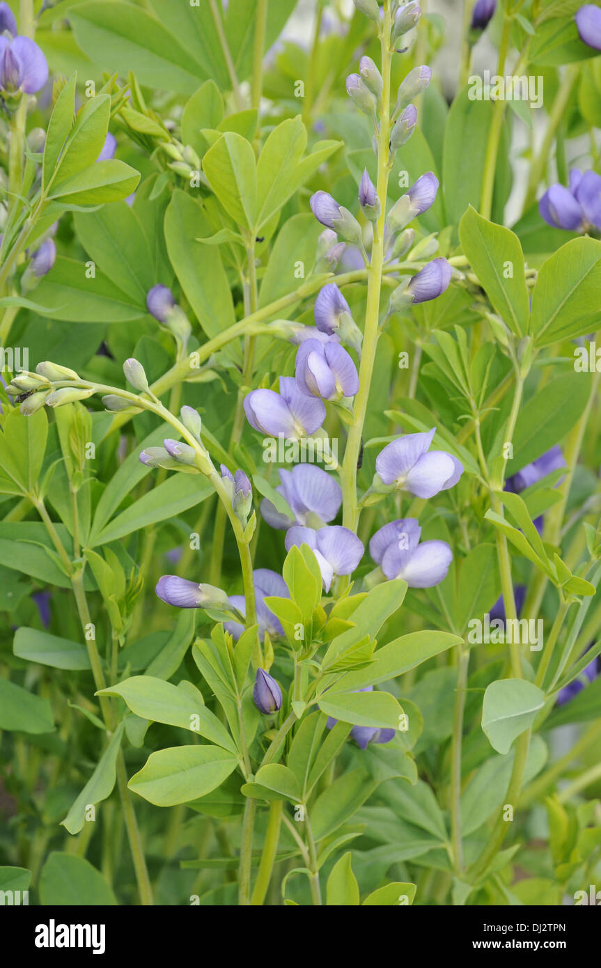 Blue wild indigo Stock Photo - Alamy