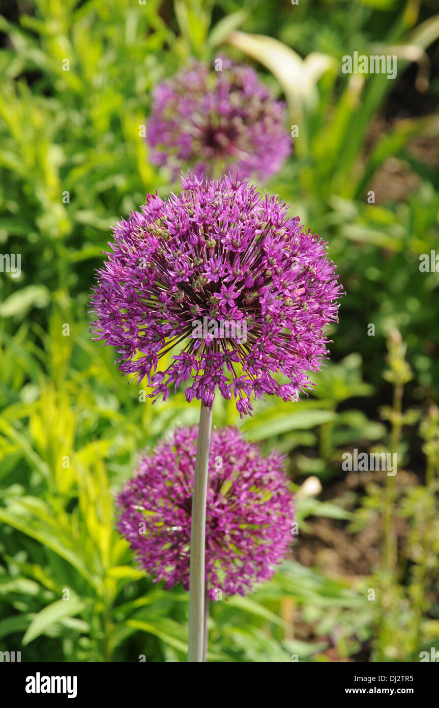 Giant leek hi-res stock photography and images - Alamy