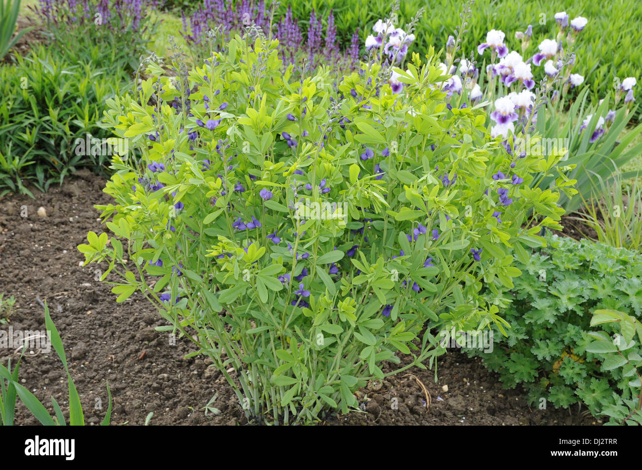 Blue wild indigo Stock Photo - Alamy