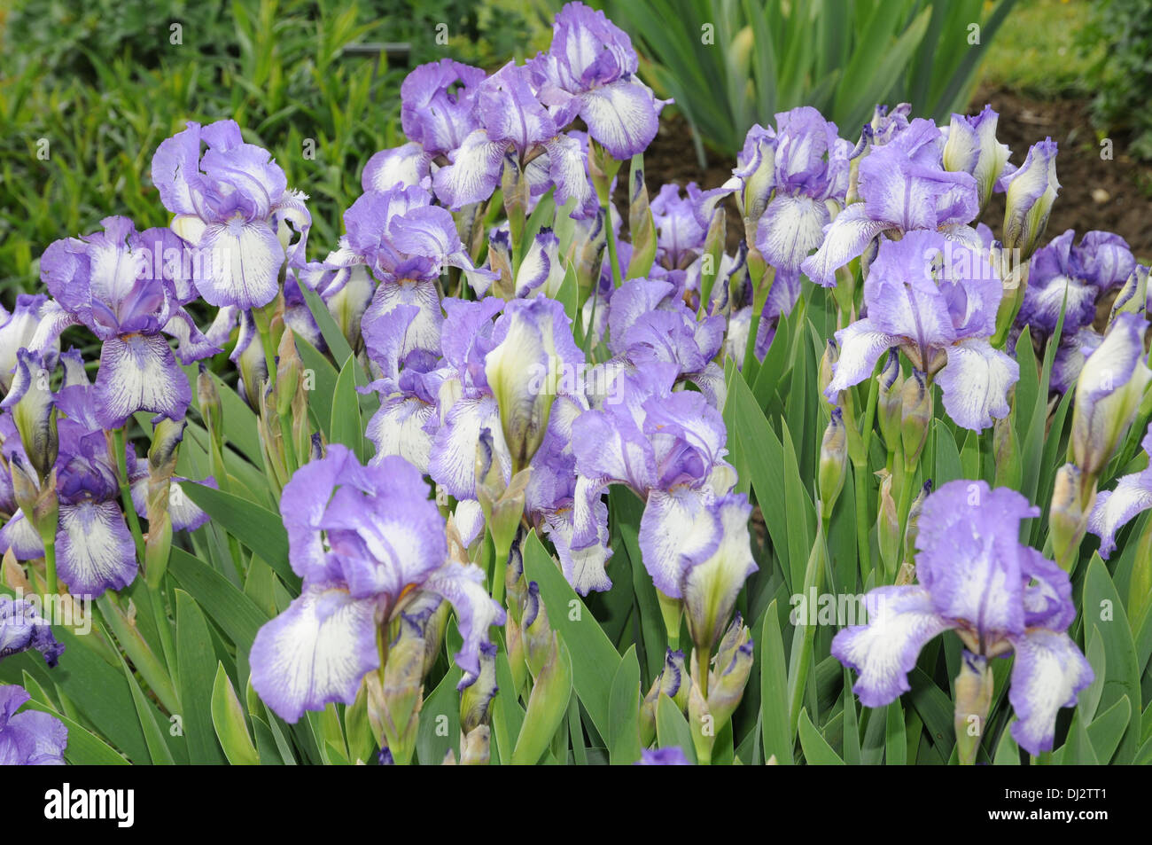Arctic iris hi-res stock photography and images - Alamy
