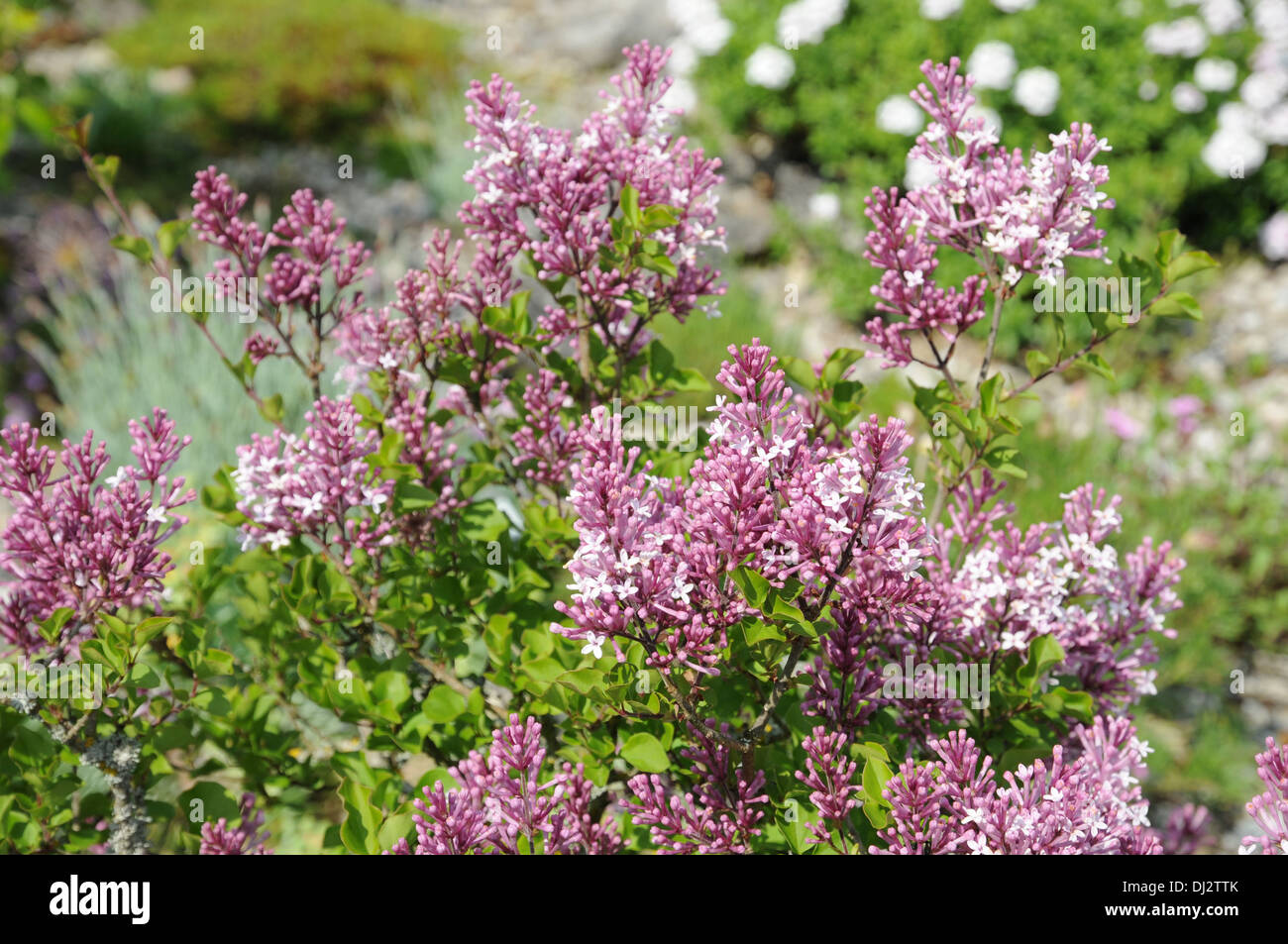 Dwarf lilac hi-res stock photography and images - Alamy
