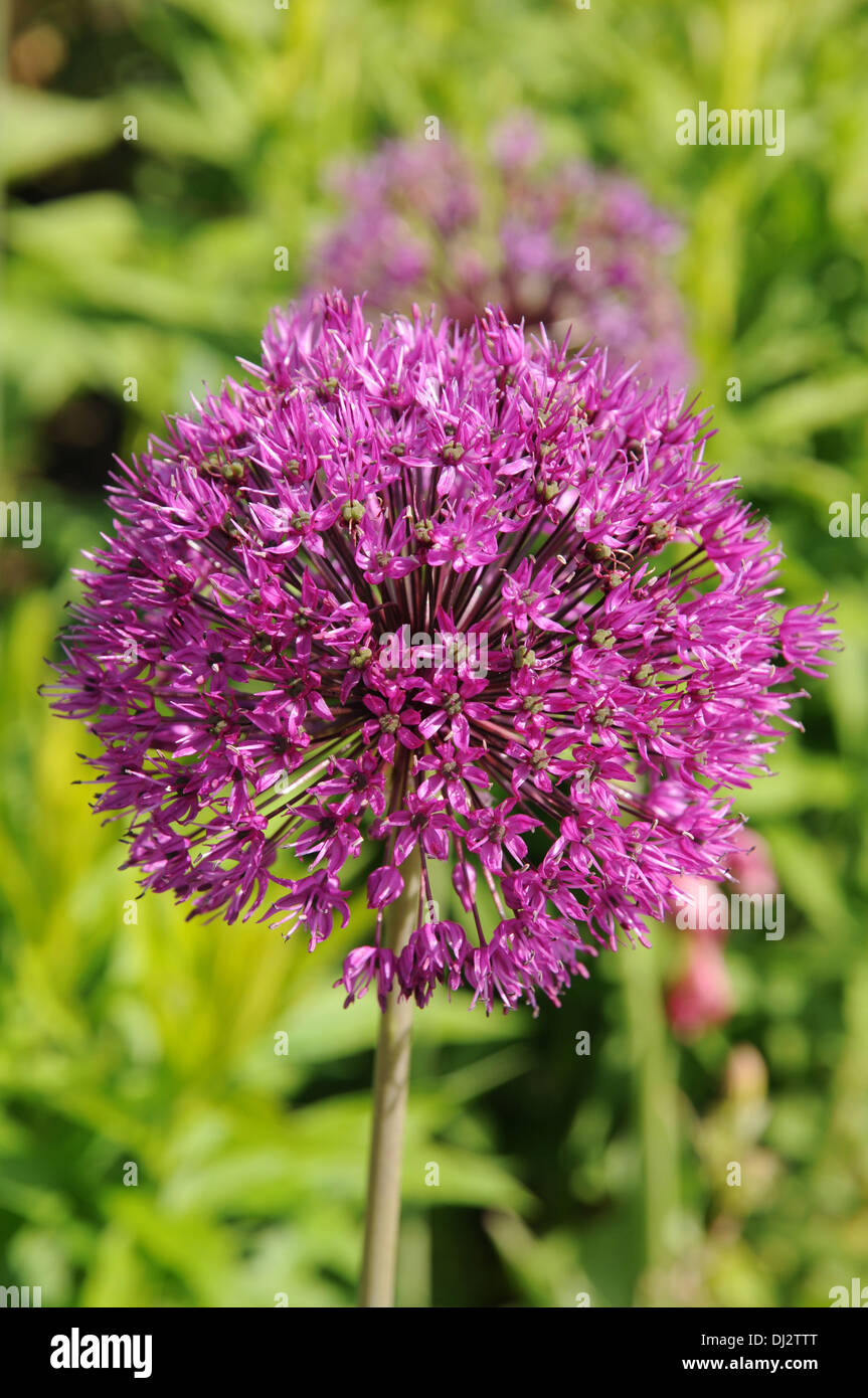 Giant leek hi-res stock photography and images - Alamy