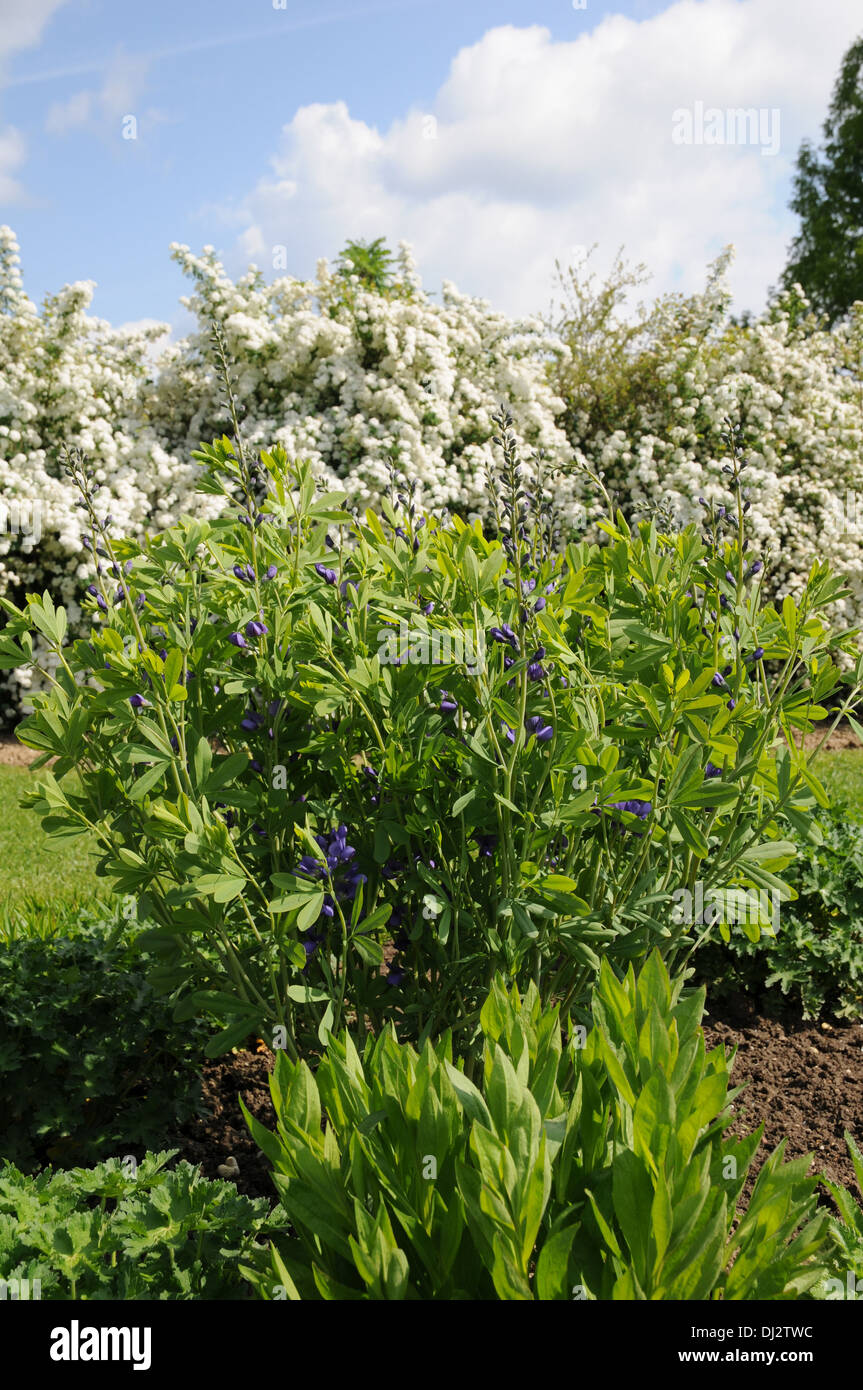 Blue wild indigo Stock Photo - Alamy
