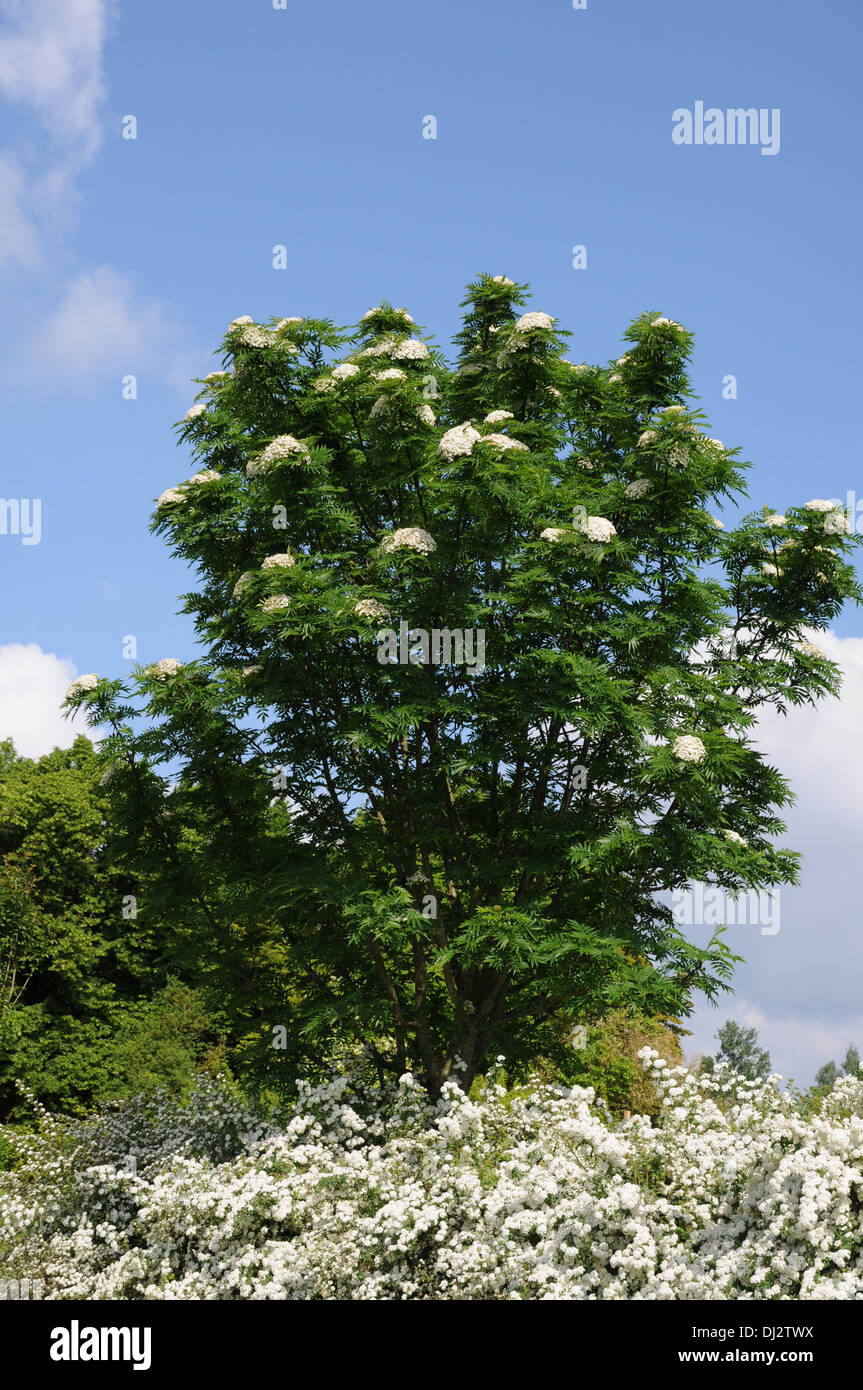 Sorbus commi hi-res stock photography and images - Alamy