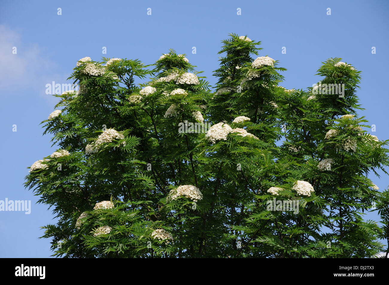 Sorbus Commixta Japanese Rowan Tree High Resolution Stock Photography ...