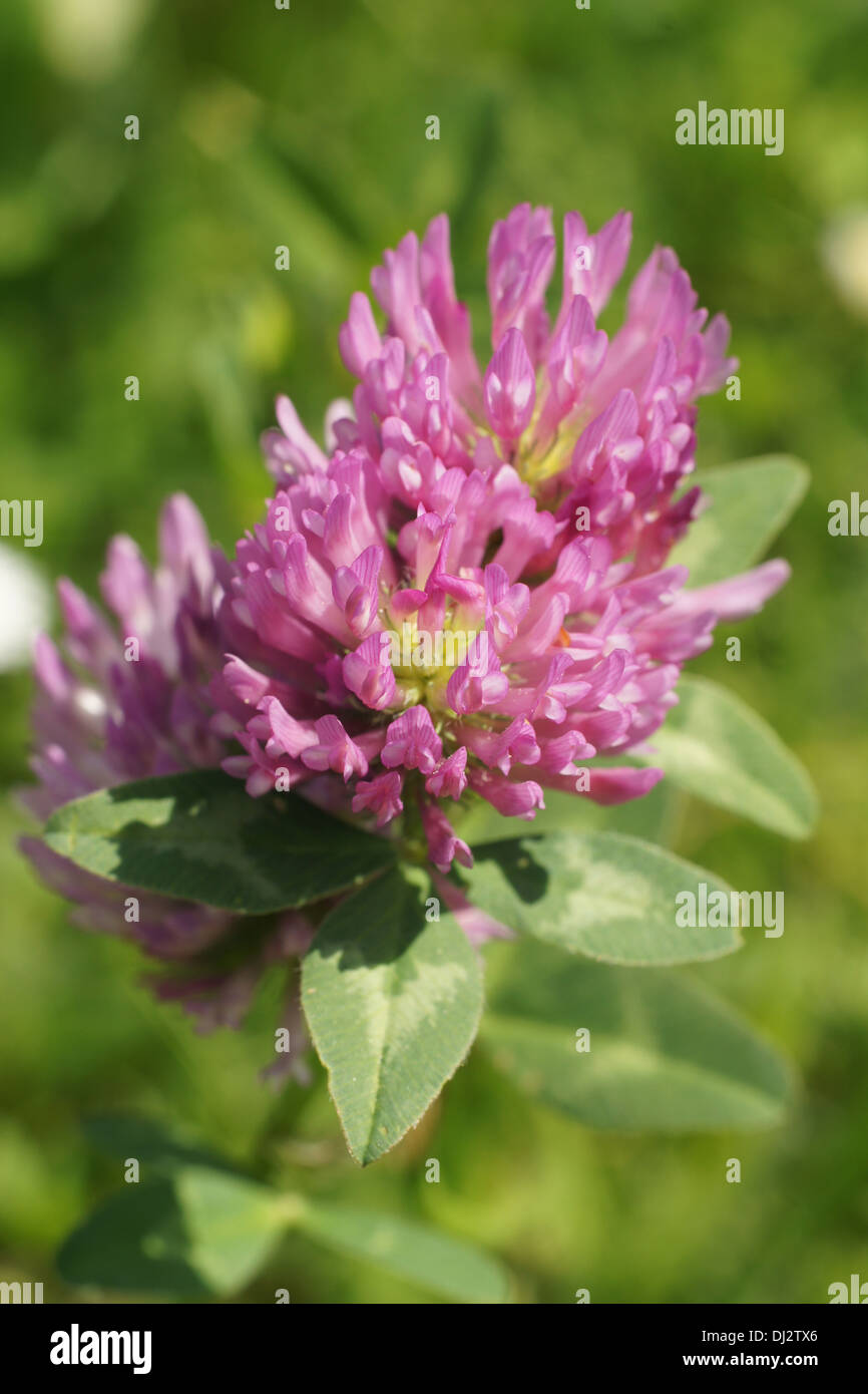 Clover plants hi-res stock photography and images - Alamy